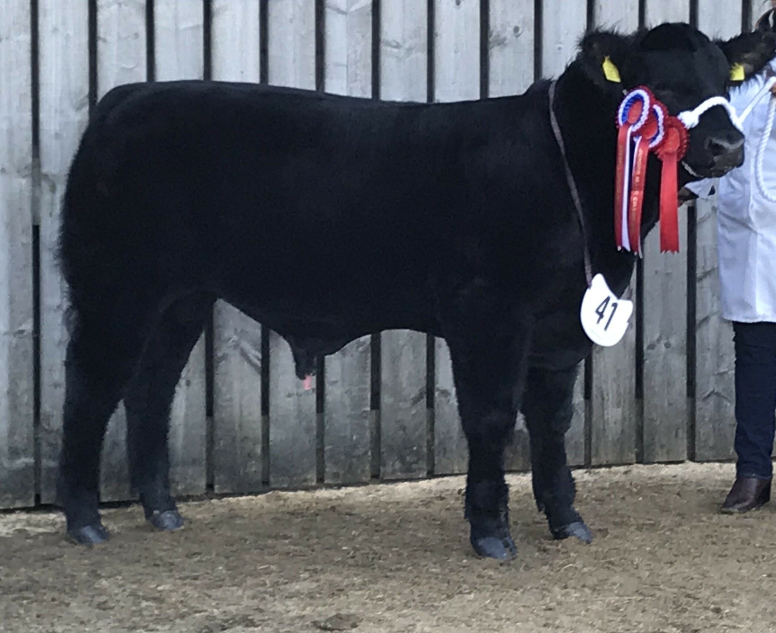 Aberdeen-Angus Bulls & Females for sale - Aberdeen-Angus Cattle Society