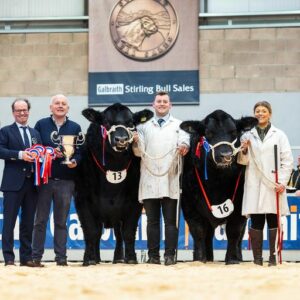 Stirling Bull Sales February 2023