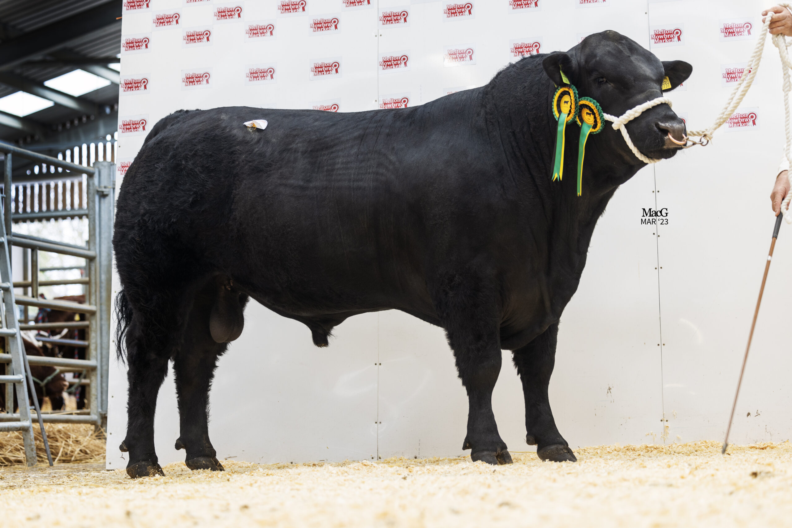 Sale report from Melton Mowbray - Aberdeen-Angus Cattle Society
