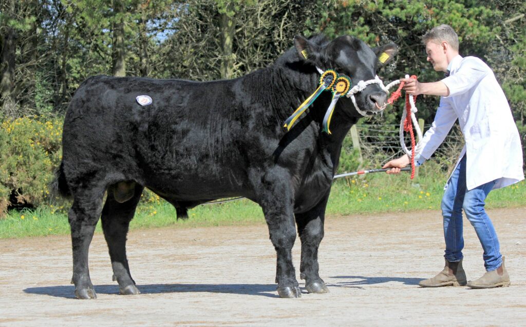 Dungannon Sale Report - Aberdeen-Angus Cattle Society