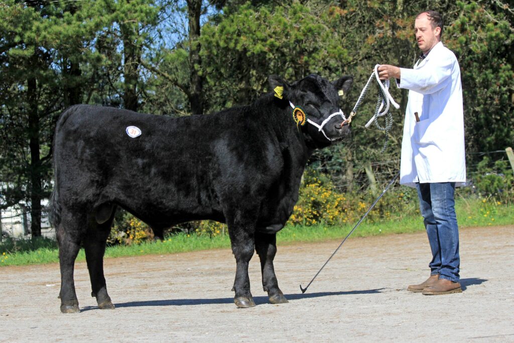 Dungannon Sale Report | Aberdeen-Angus Cattle Society