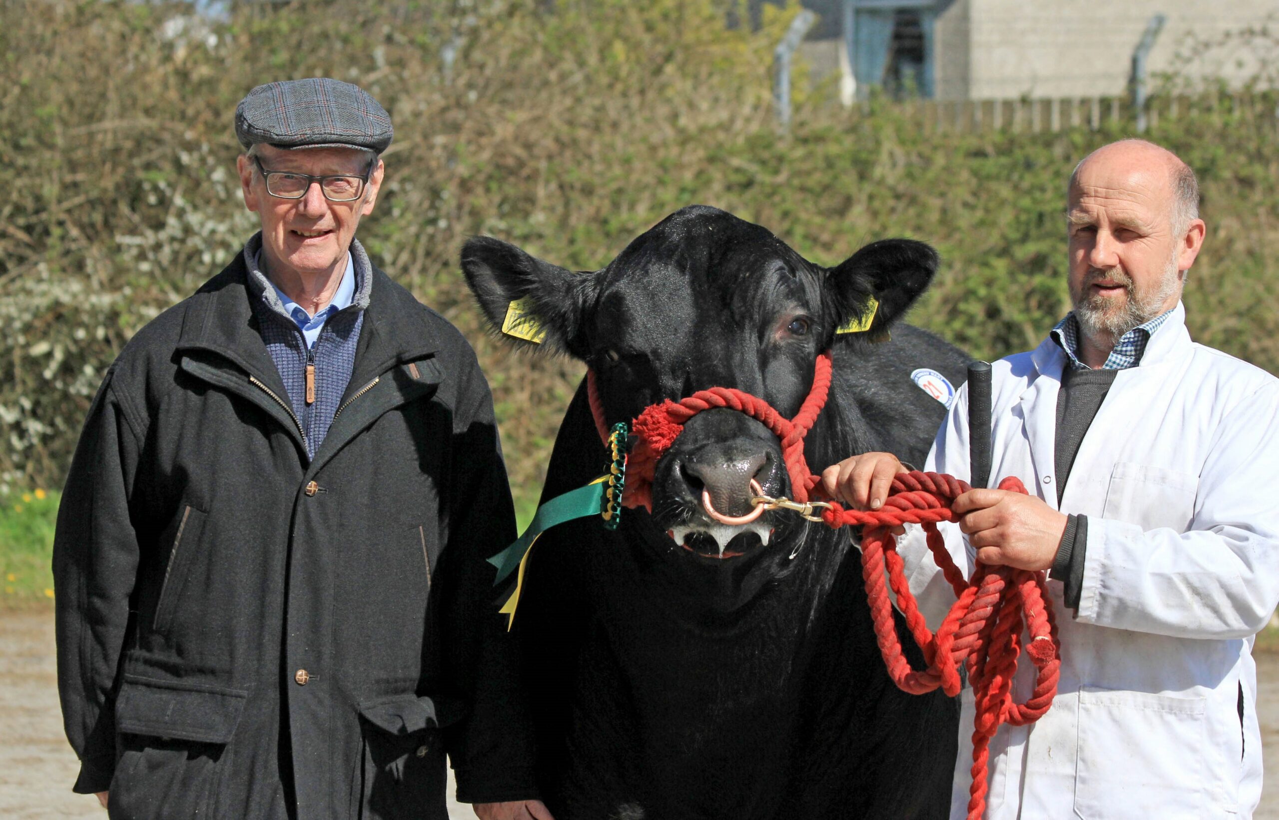 Latest News and Features - Aberdeen-Angus Cattle Society