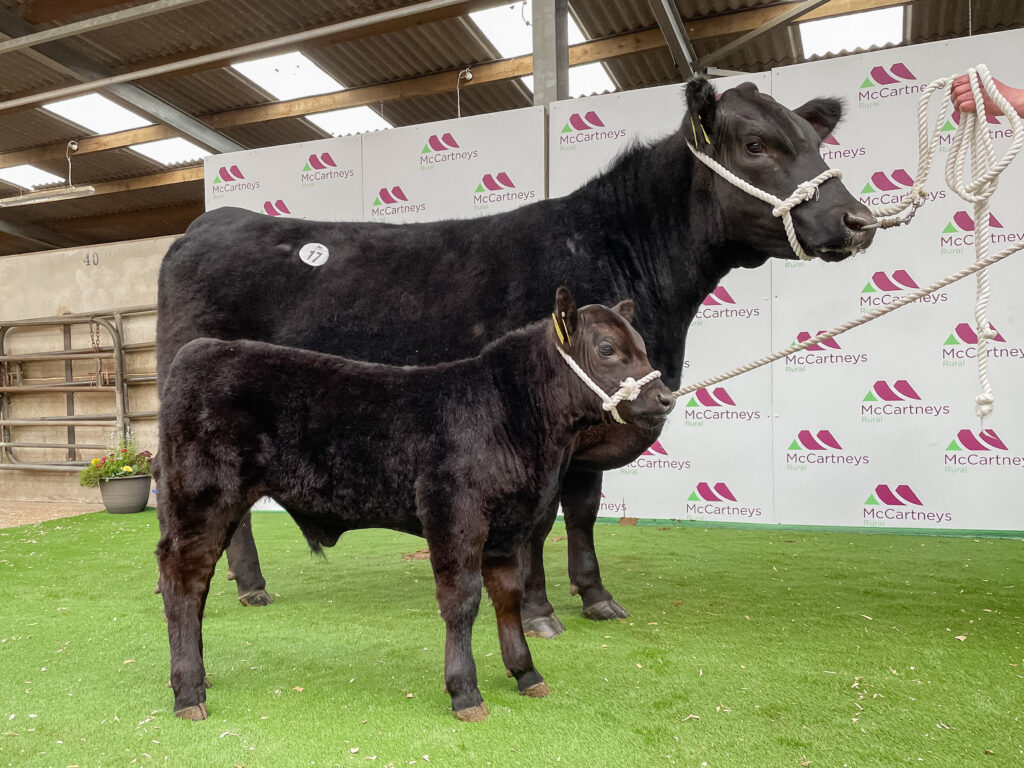 Worcester Sale Report | Aberdeen-Angus Cattle Society
