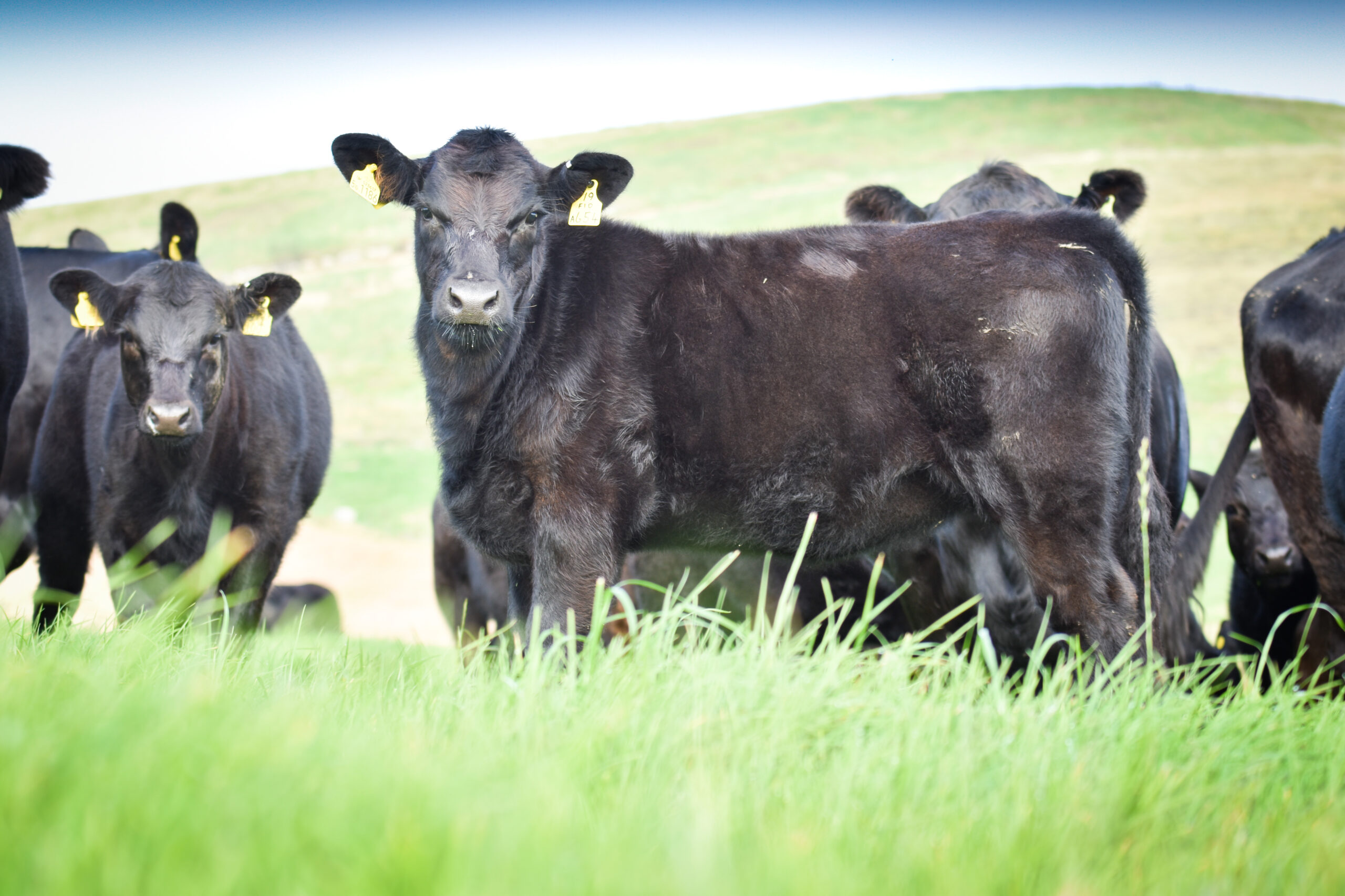 Select cattle which thrive on grass to protect farm margins - Aberdeen ...