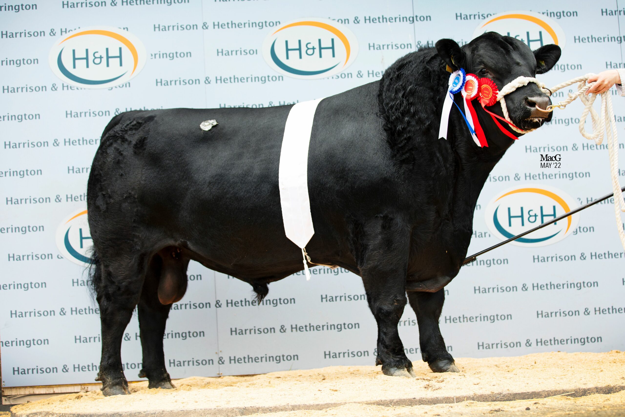 Carlisle Live Stream May 2023 - Aberdeen-Angus Cattle Society