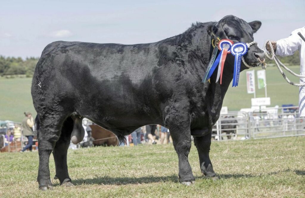 Home - Aberdeen-Angus Cattle Society