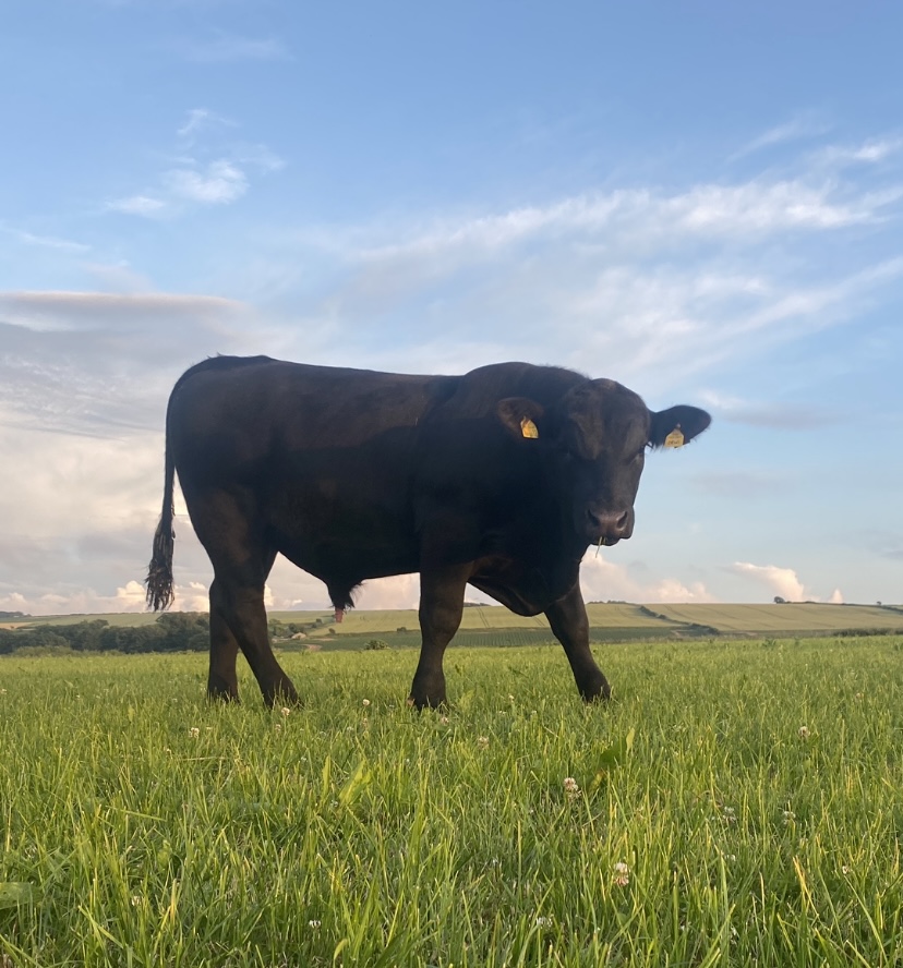 Aberdeen Angus Bulls for Sale – West Wales - Aberdeen-Angus Cattle Society