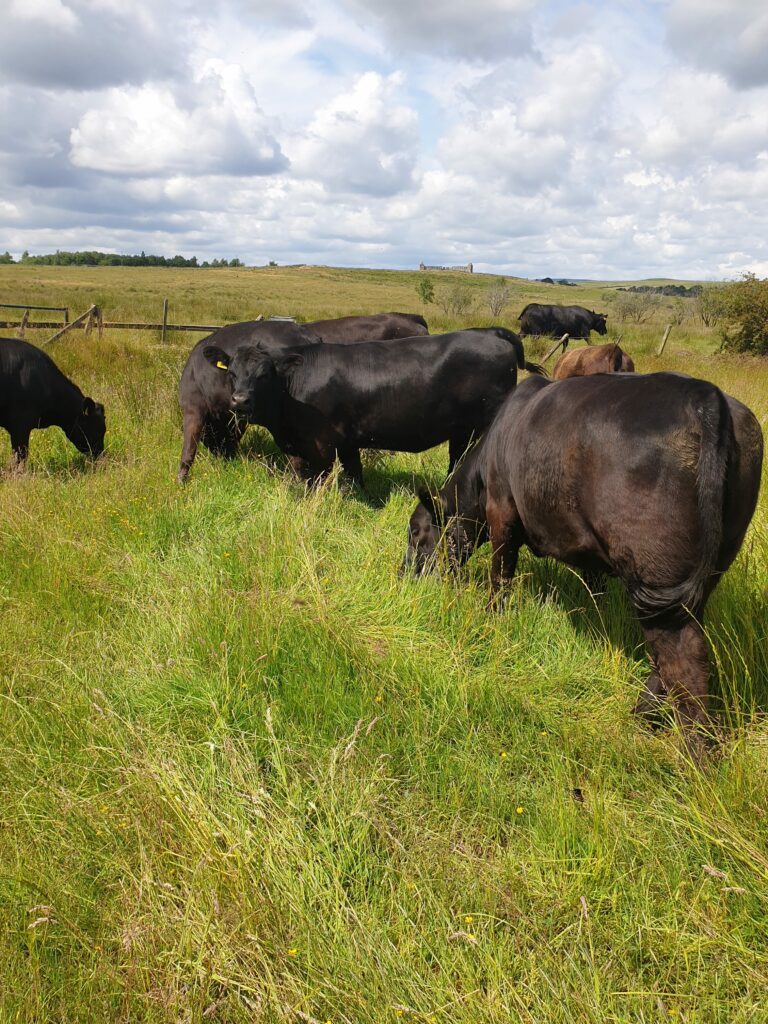 Stock for Sale - Aberdeen-Angus Cattle Society
