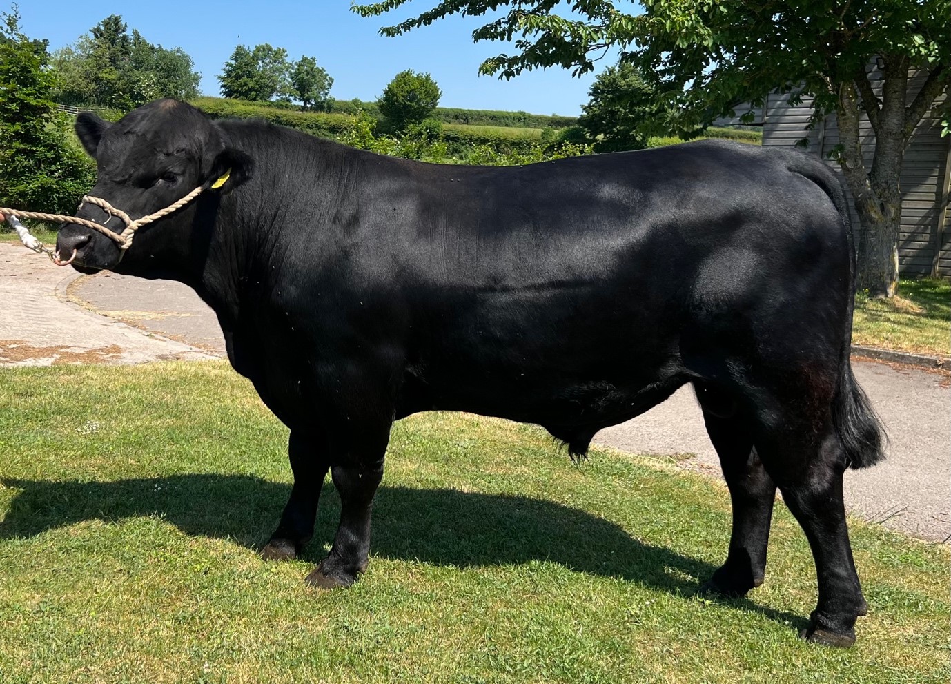 A great selection of young pedigree heifers for sale. - Aberdeen-Angus ...