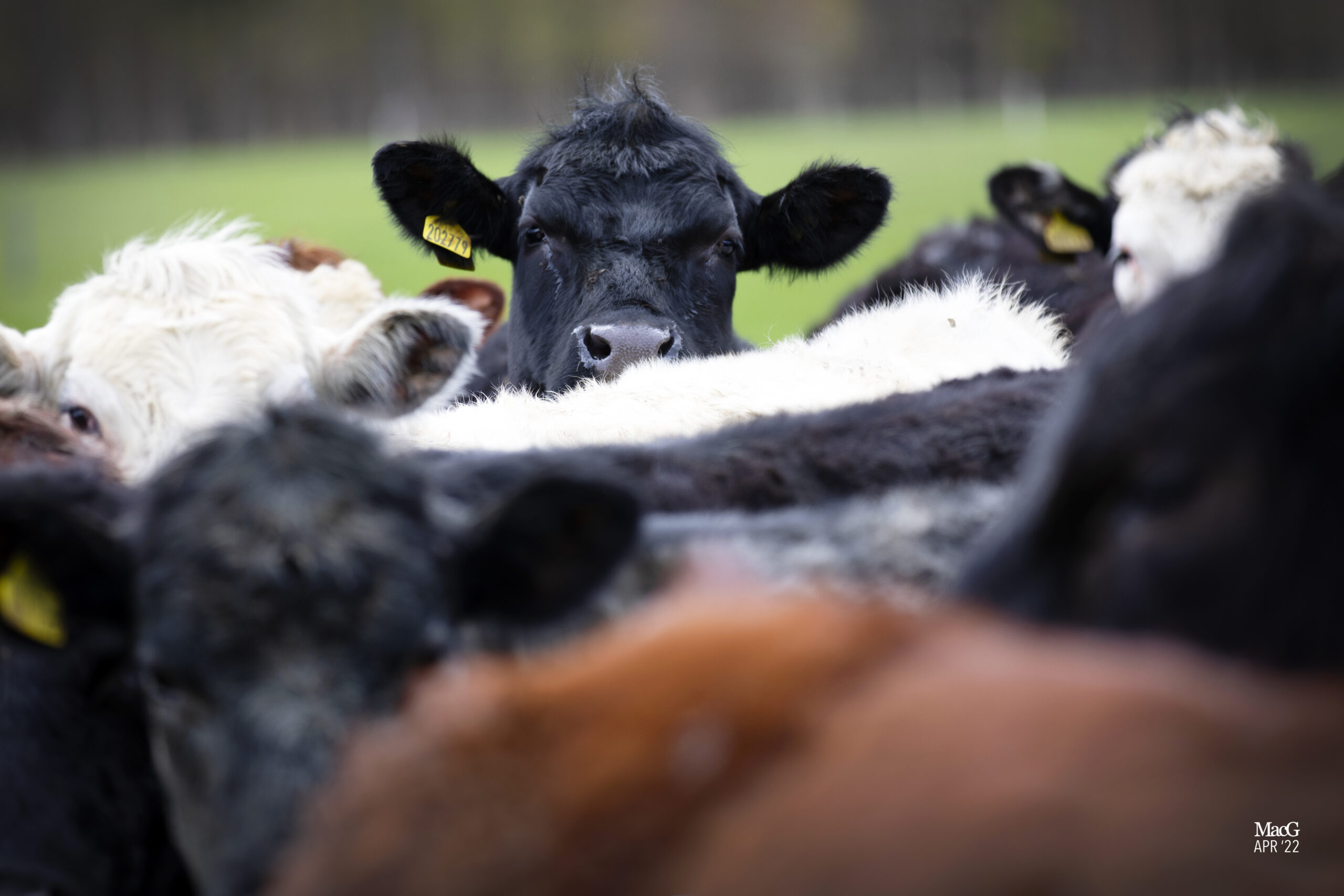 Registrations and DNA Testing - Aberdeen-Angus Cattle Society