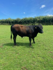 2 Young Aberdeen Angus Bulls for Sale - Aberdeen-Angus Cattle Society