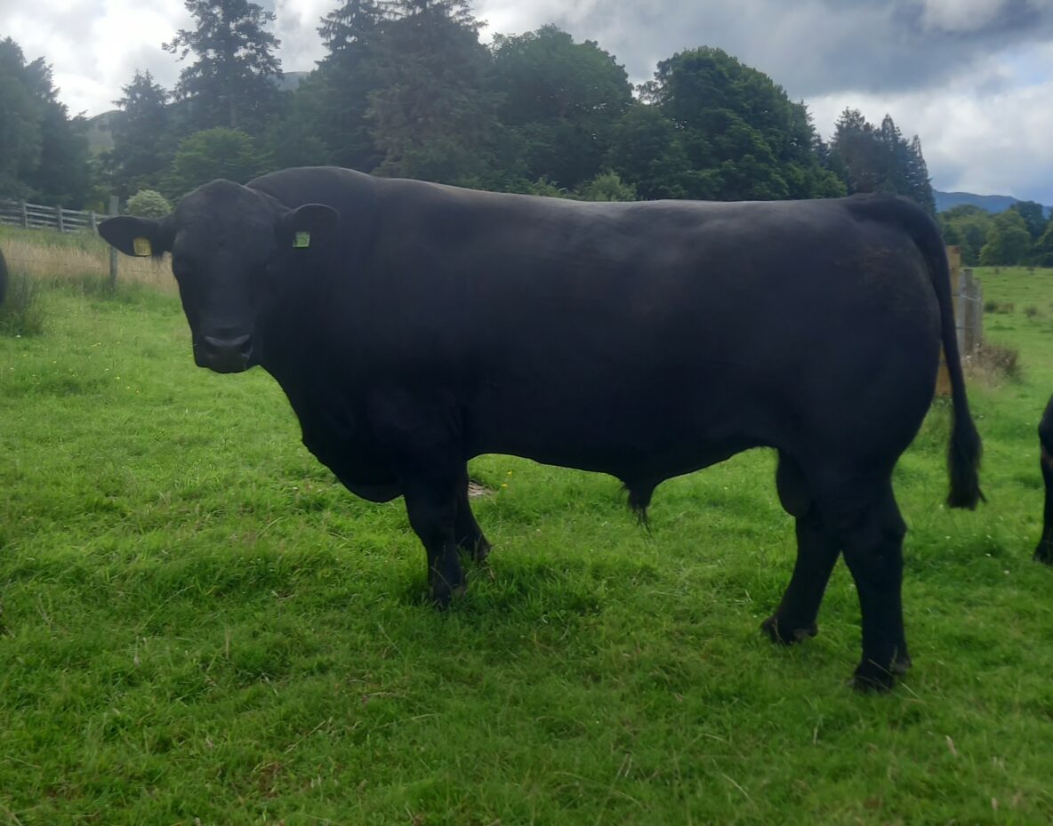 Netherton Bred Stock Bull for Sale | Aberdeen-Angus Cattle Society