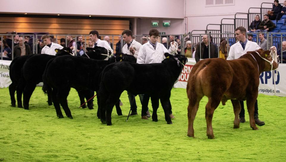 Thainstone Spectacular Show & Sale 2023 - Aberdeen-Angus Cattle Society
