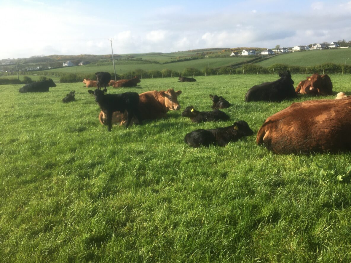 Aberdeen-Angus delivers simplicity and ease for County Antrim suckler ...