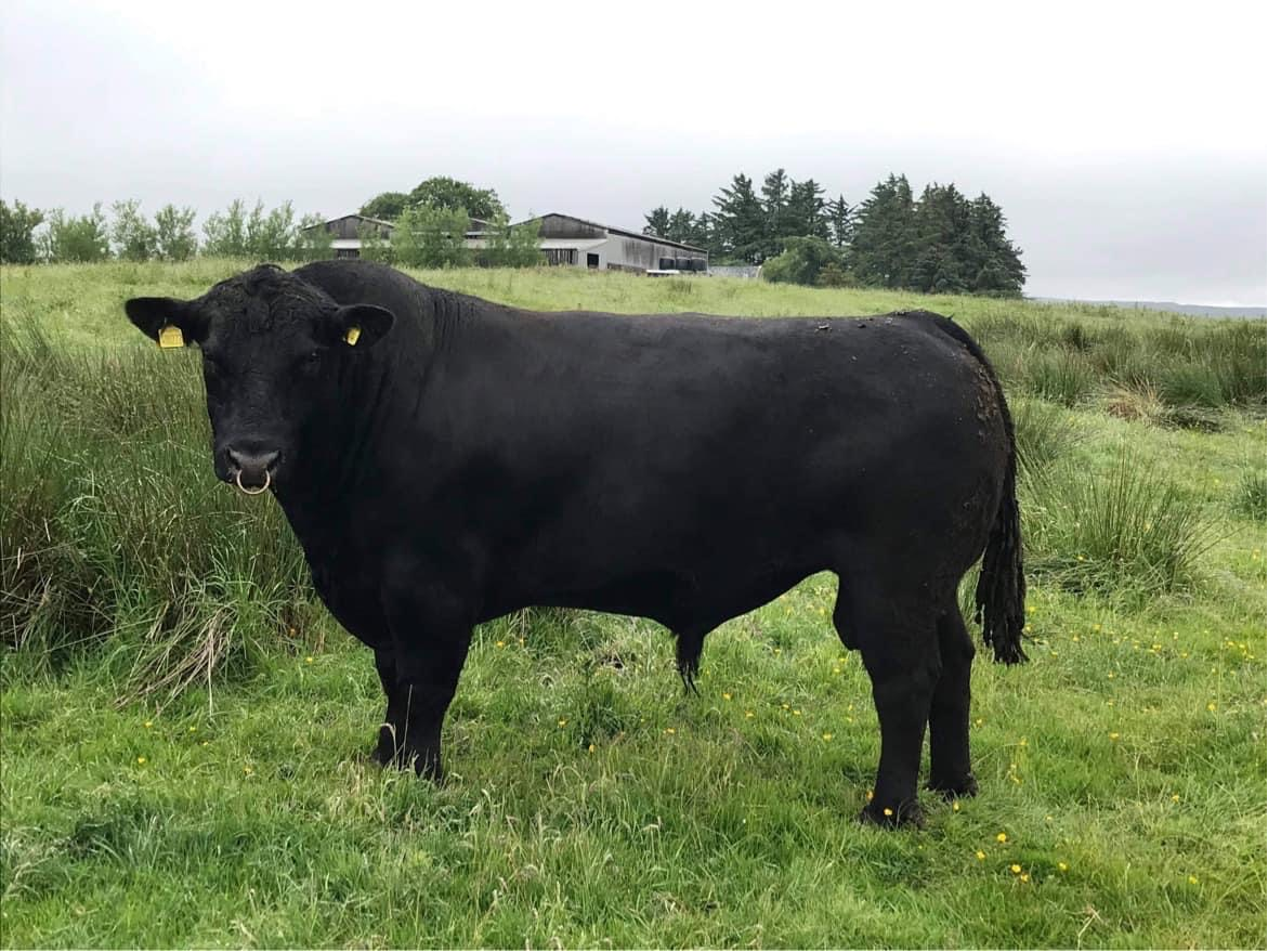 Selection of 2022 Bulls for Sale - Aberdeen-Angus Cattle Society