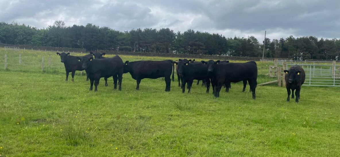 2 Aberdeen-Angus Heifers for Sale - Aberdeen-Angus Cattle Society