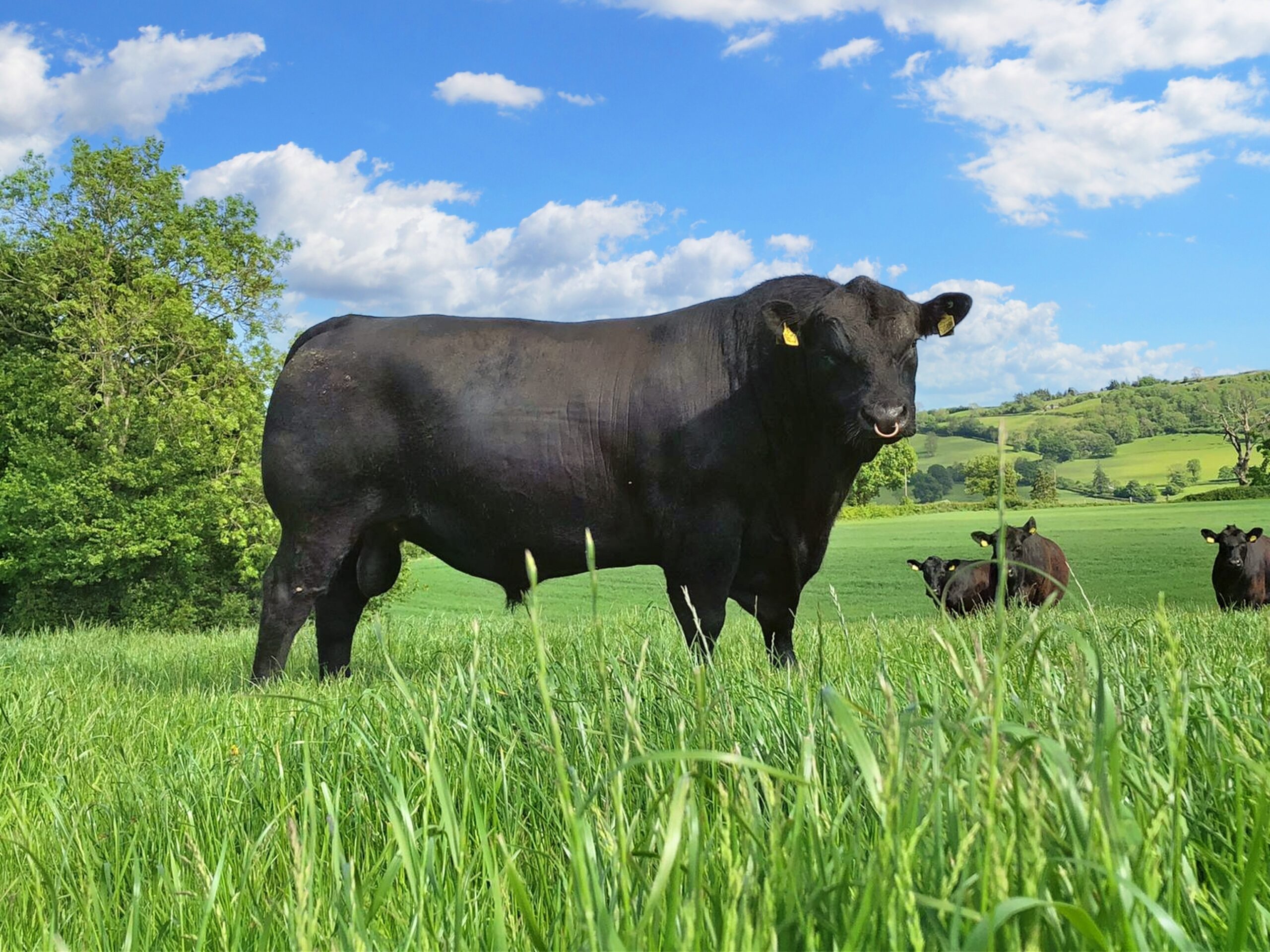 Switch to pedigree Aberdeen-Angus brings joy back to Herefordshire farm ...