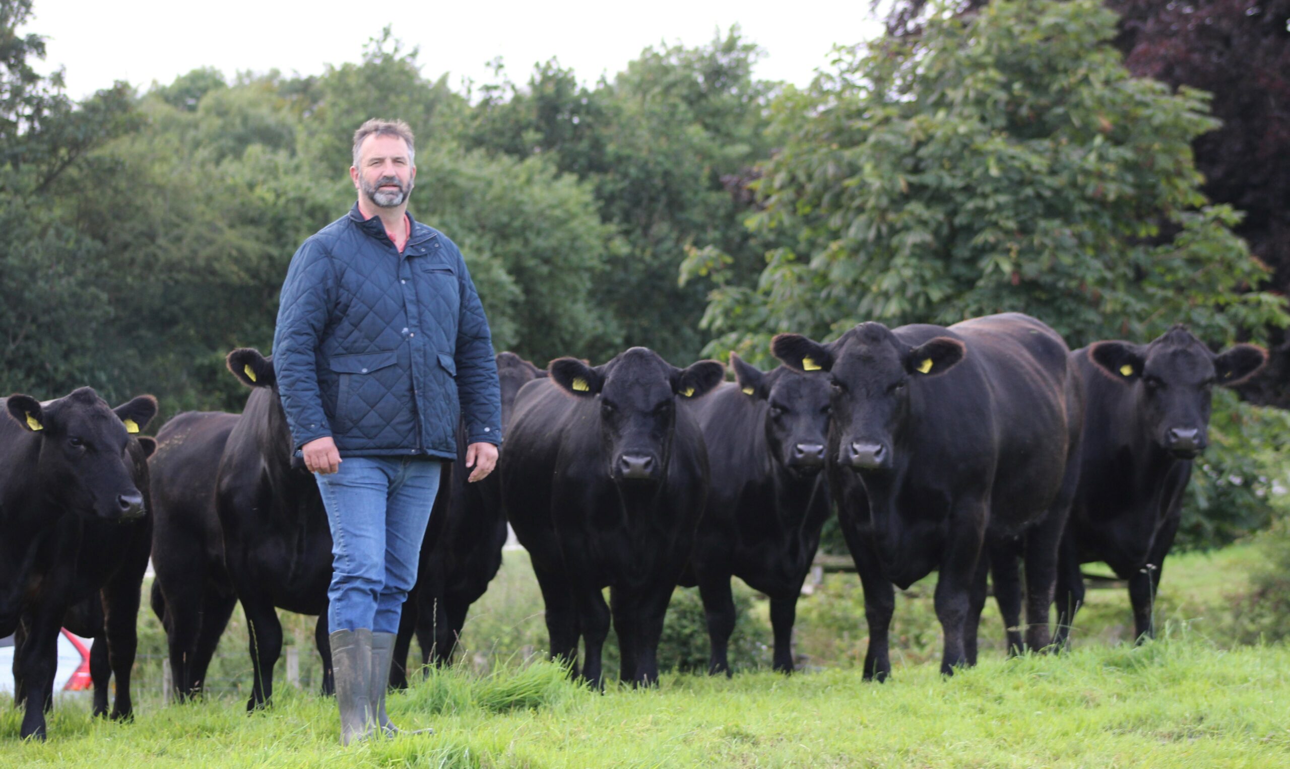 ‘What an Angus Can Do At Grass’ NI Club Open Day Focus - Aberdeen-Angus ...