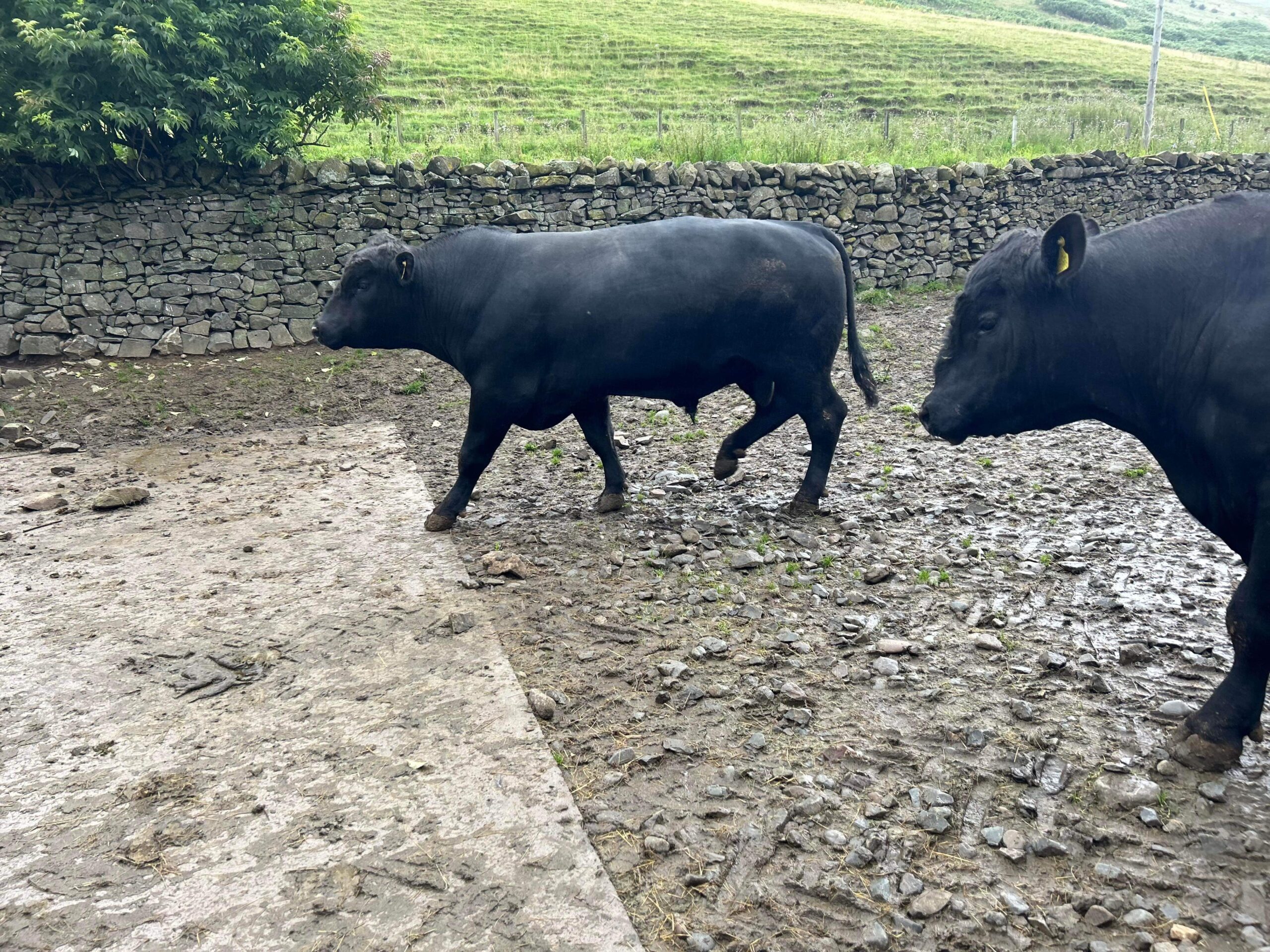 2 Woodhouse Stock Bulls for Sale - Aberdeen-Angus Cattle Society