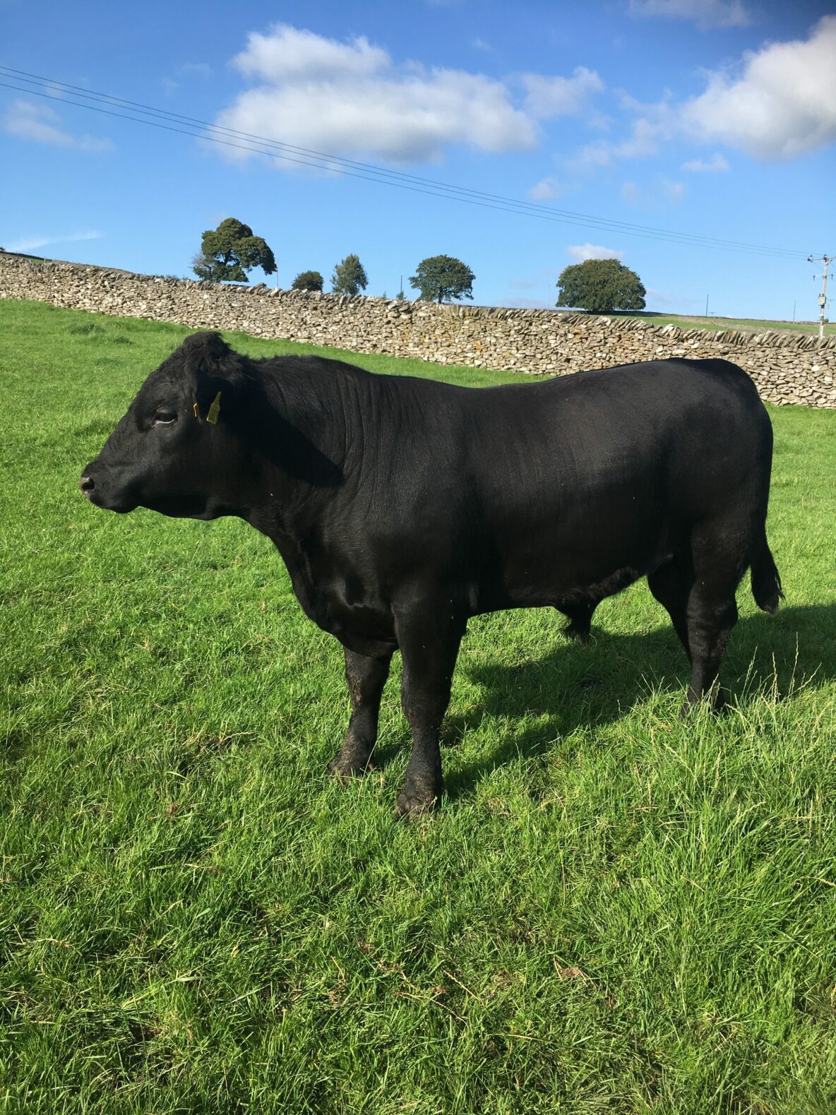 Young Pedigree Bulls for Sale - Aberdeen-Angus Cattle Society
