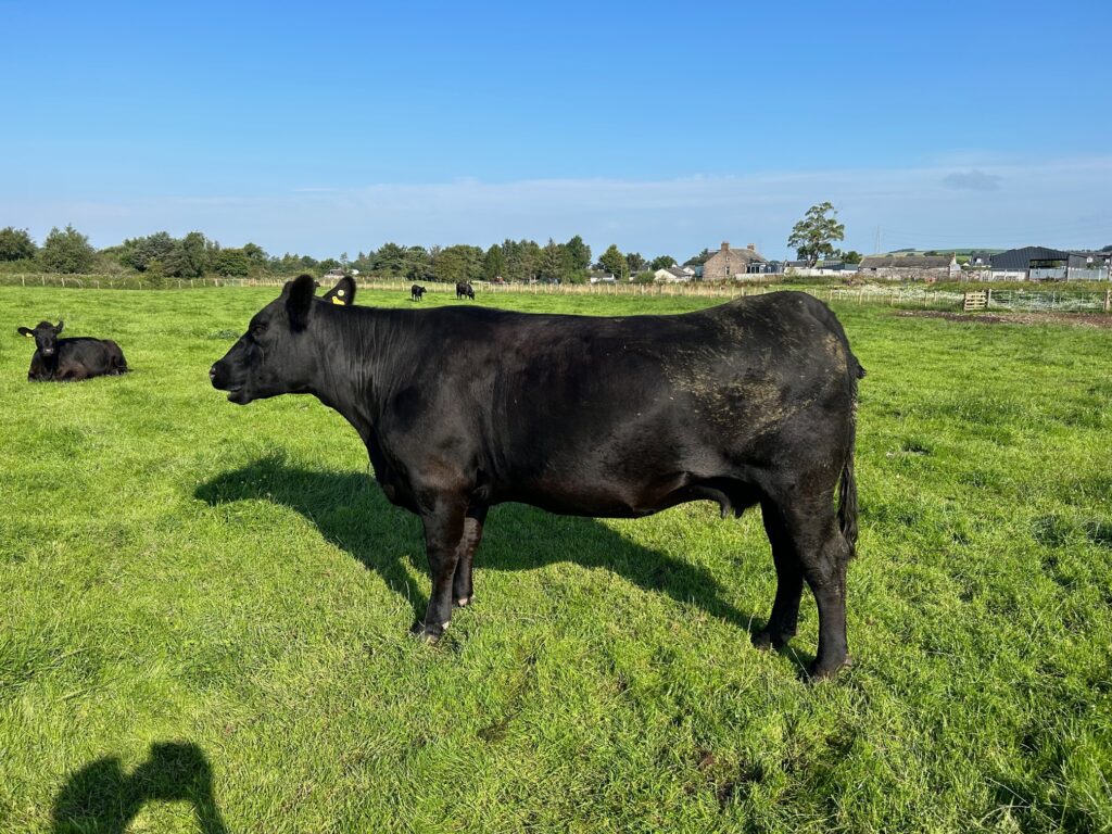 Stock for Sale - Aberdeen-Angus Cattle Society