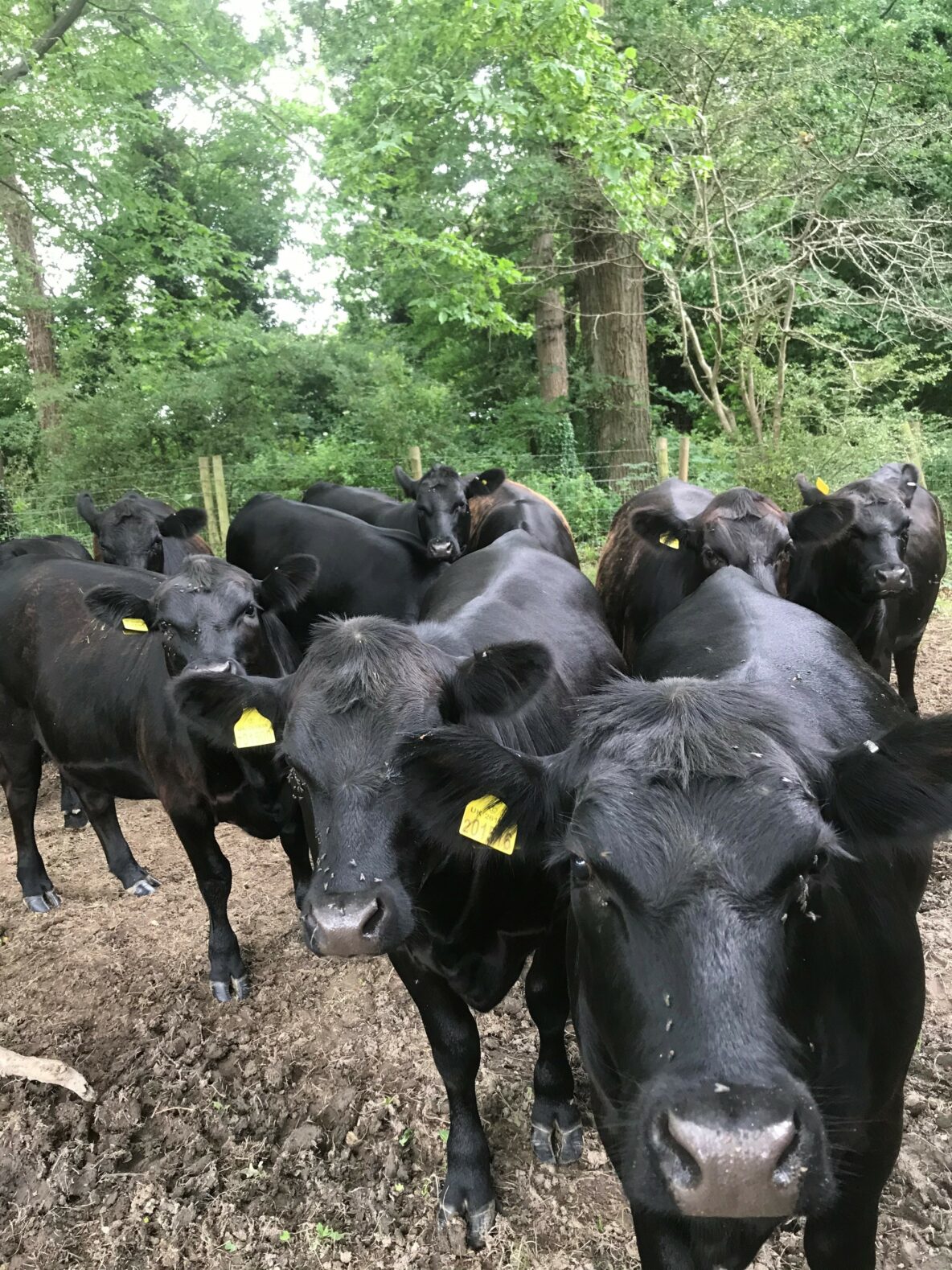 18 Perrywood In-Calf Heifers for sale - Aberdeen-Angus Cattle Society