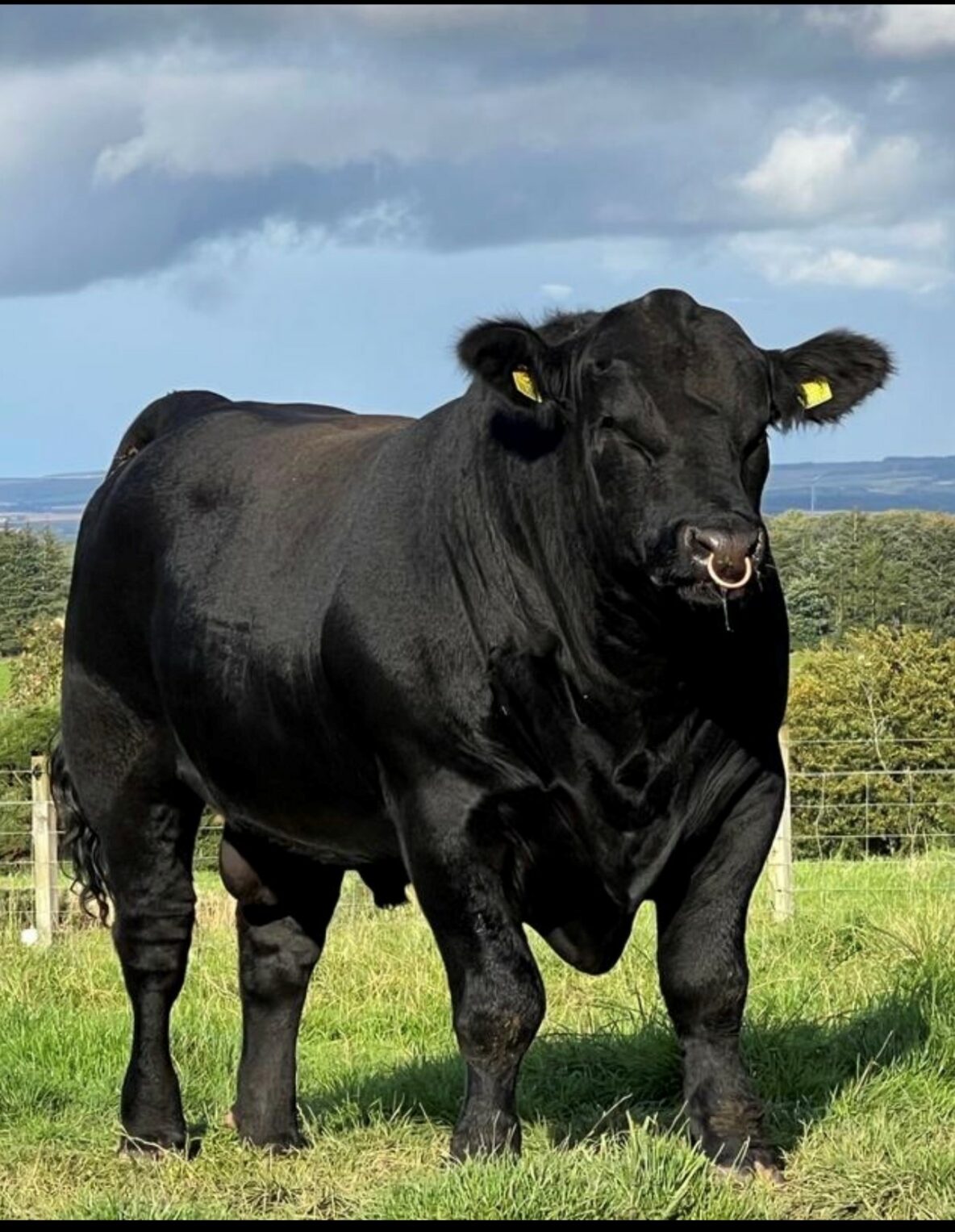 Foggie Aberdeen-Angus Bull for Sale – Foggie Emperor X280 - Aberdeen ...