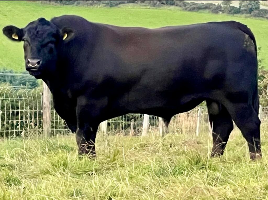 Stock for Sale - Aberdeen-Angus Cattle Society