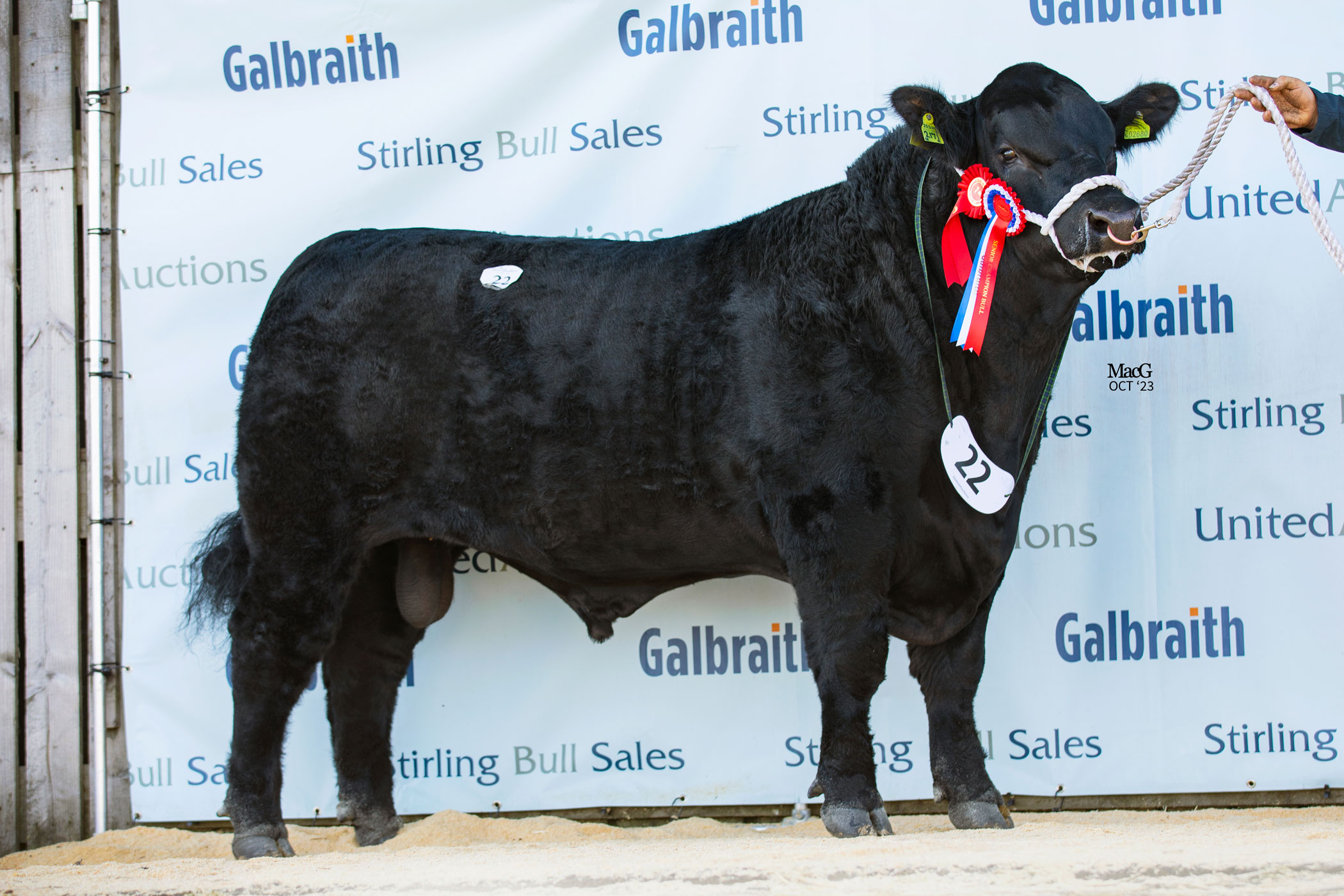 2023 Stirling October Bull Sale Report - Aberdeen-Angus Cattle Society