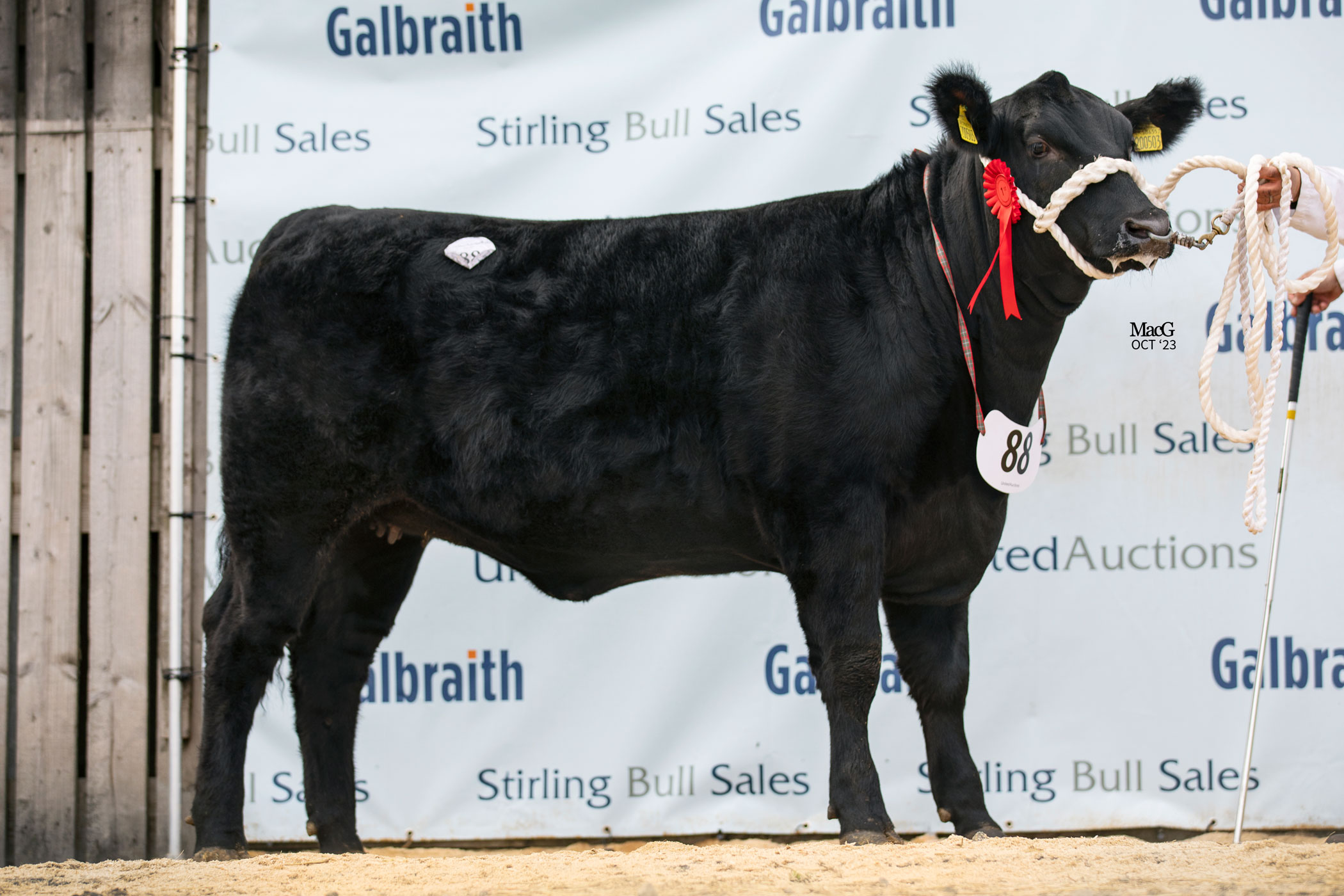 2023 Stirling October Bull Sale Report - Aberdeen-Angus Cattle Society