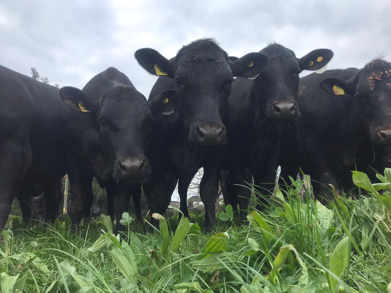 Ian and Andrew Farrant use Aberdeen-Angus advantage for dairy-beef ...