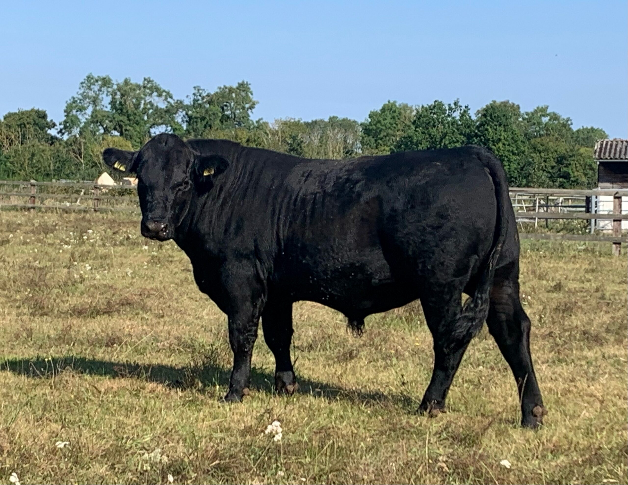 Park Wall Bull for Sale - Aberdeen-Angus Cattle Society