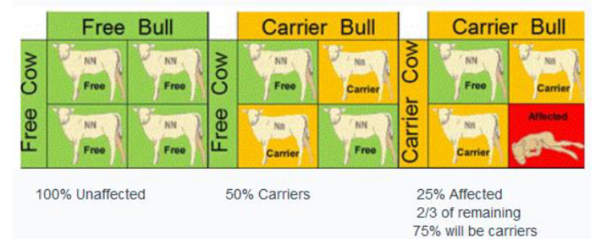 Managing Genetic Conditions - Aberdeen-Angus Cattle Society