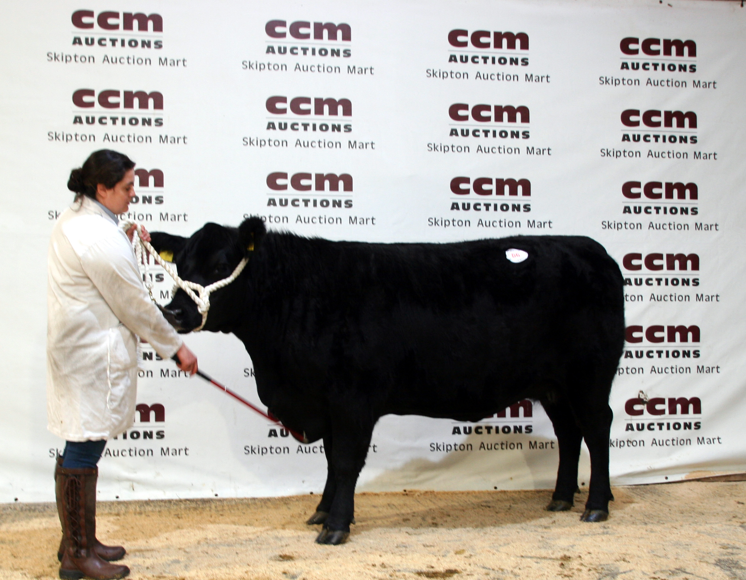 Embrooke herd the standout Aberdeen-Angus performer CCM Skipton Sale ...