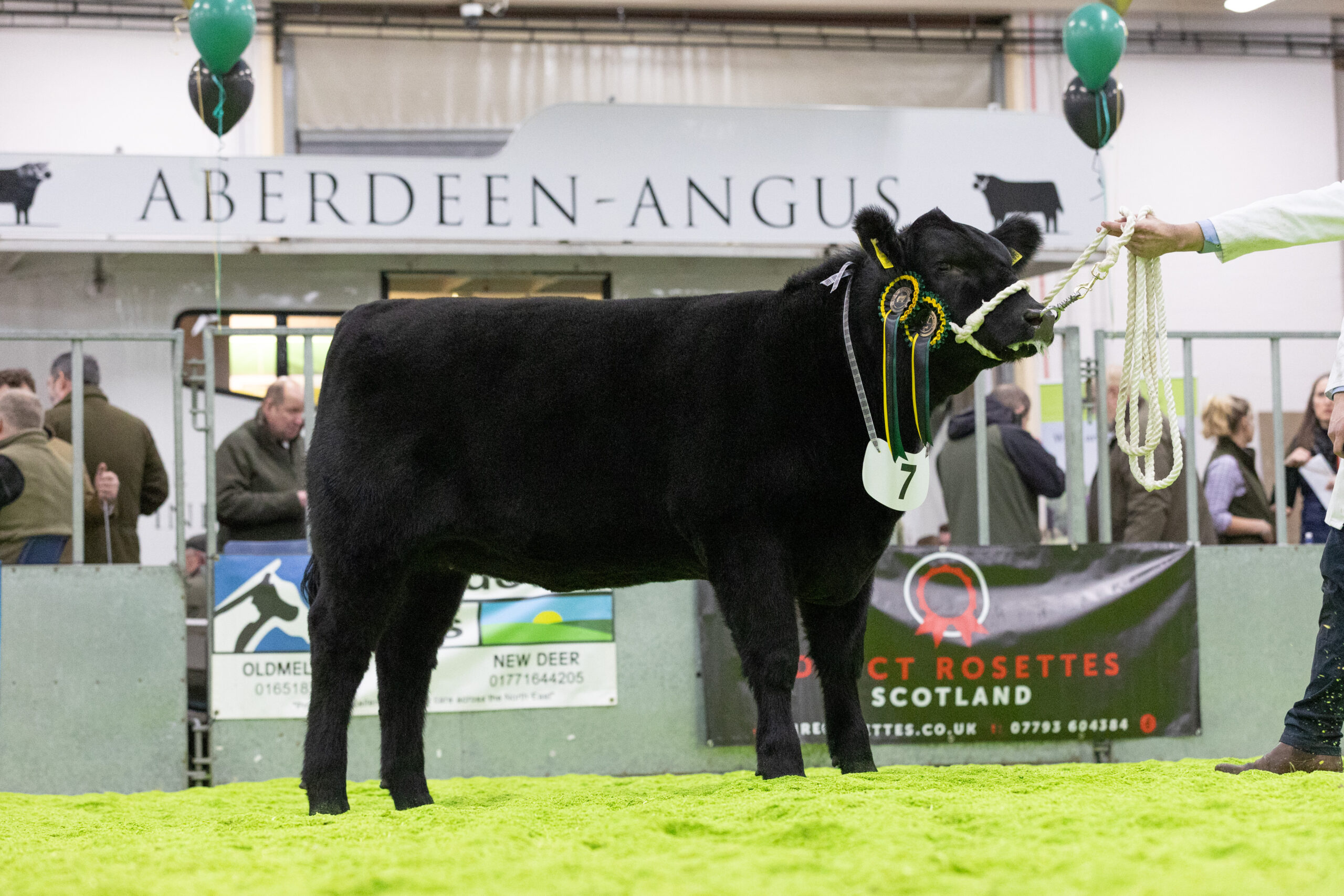 Black Beauty Bonanza Report 2023 - Aberdeen-Angus Cattle Society