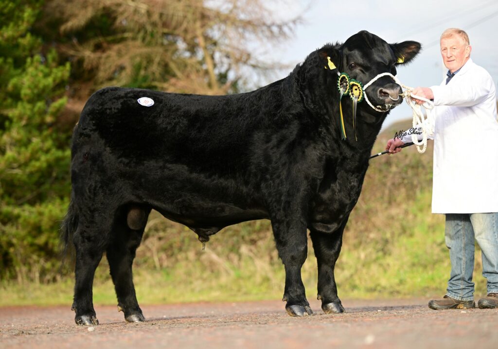 Aberdeen Angus bulls sell to 2,700gns twice at Dungannon - Aberdeen ...