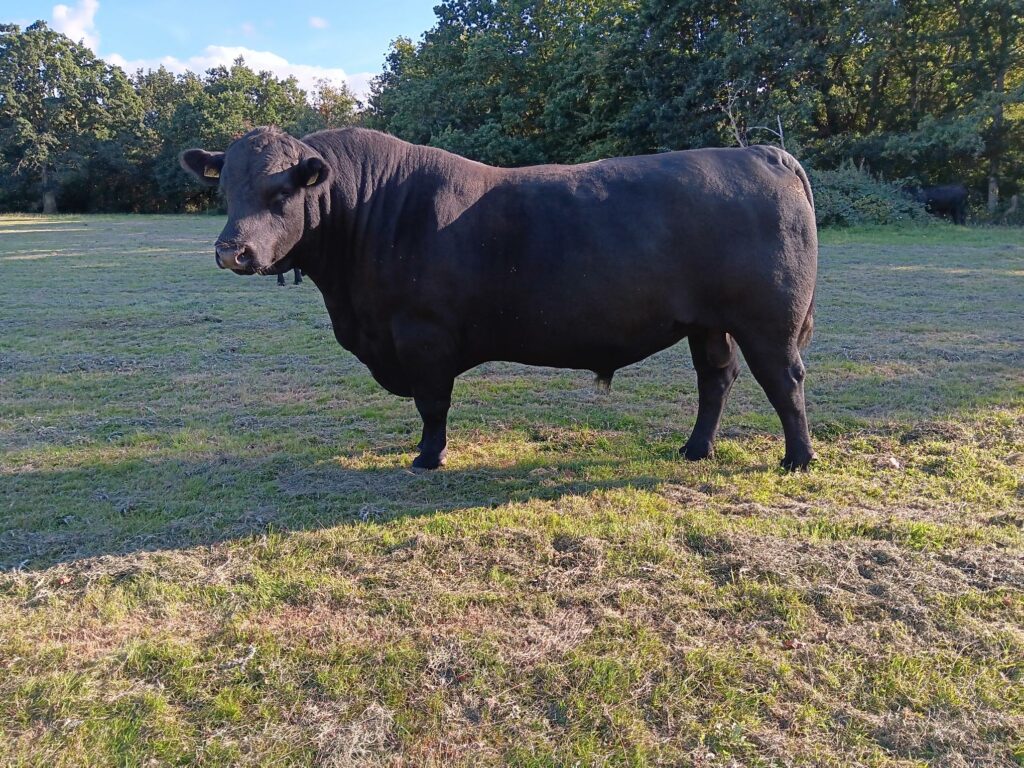 Stock for Sale - Aberdeen-Angus Cattle Society