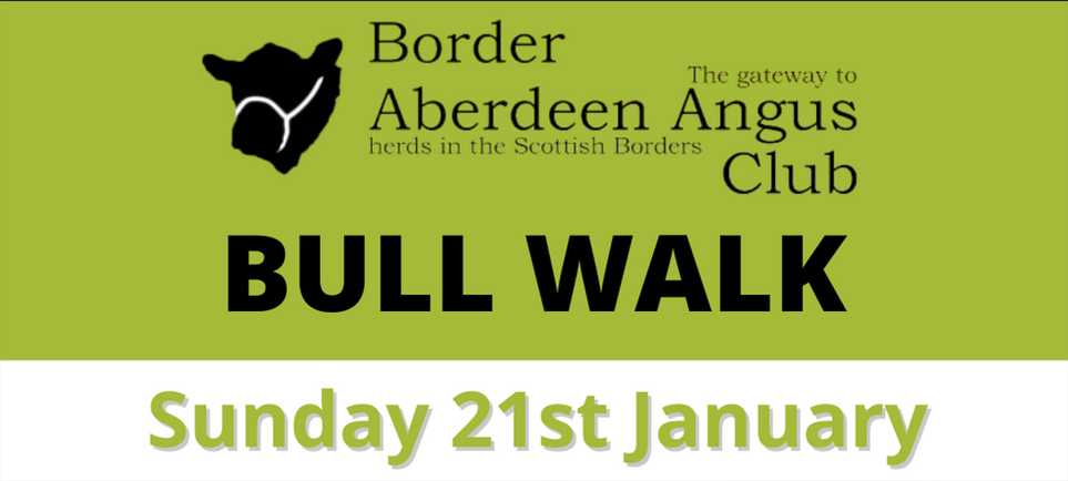 Border Aberdeen-Angus Club Bull Walk 2024 - Aberdeen-Angus Cattle Society