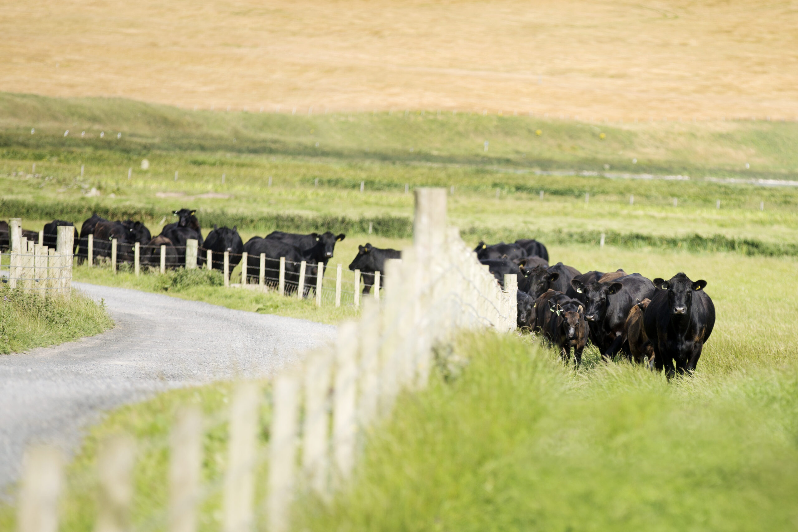 Latest News and Features - Aberdeen-Angus Cattle Society