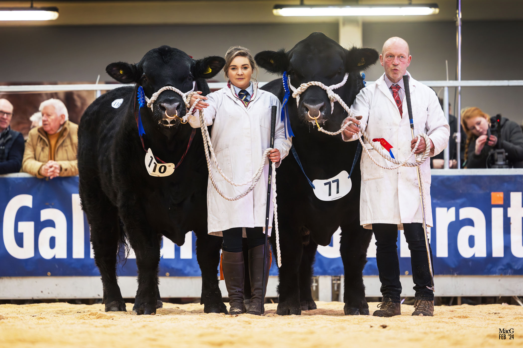 Stirling Bull Sales Report - February 2024 - Aberdeen-Angus Cattle Society