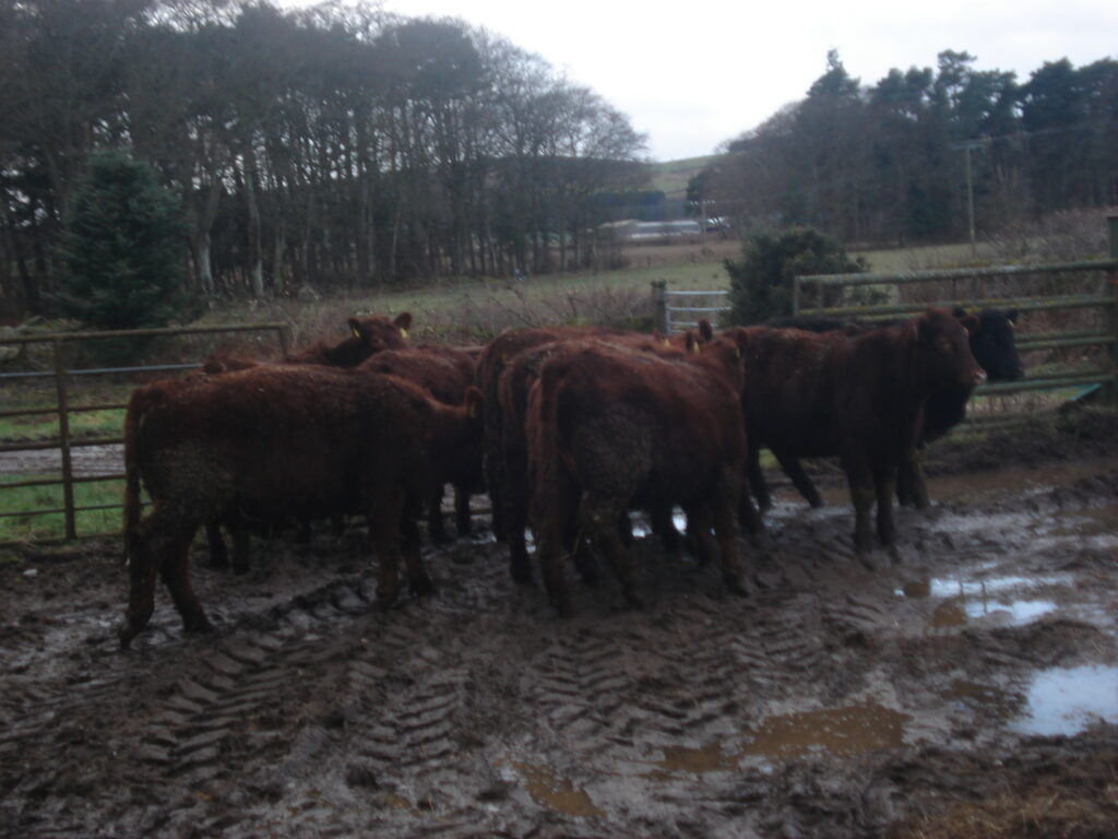 Stock for Sale - Aberdeen-Angus Cattle Society