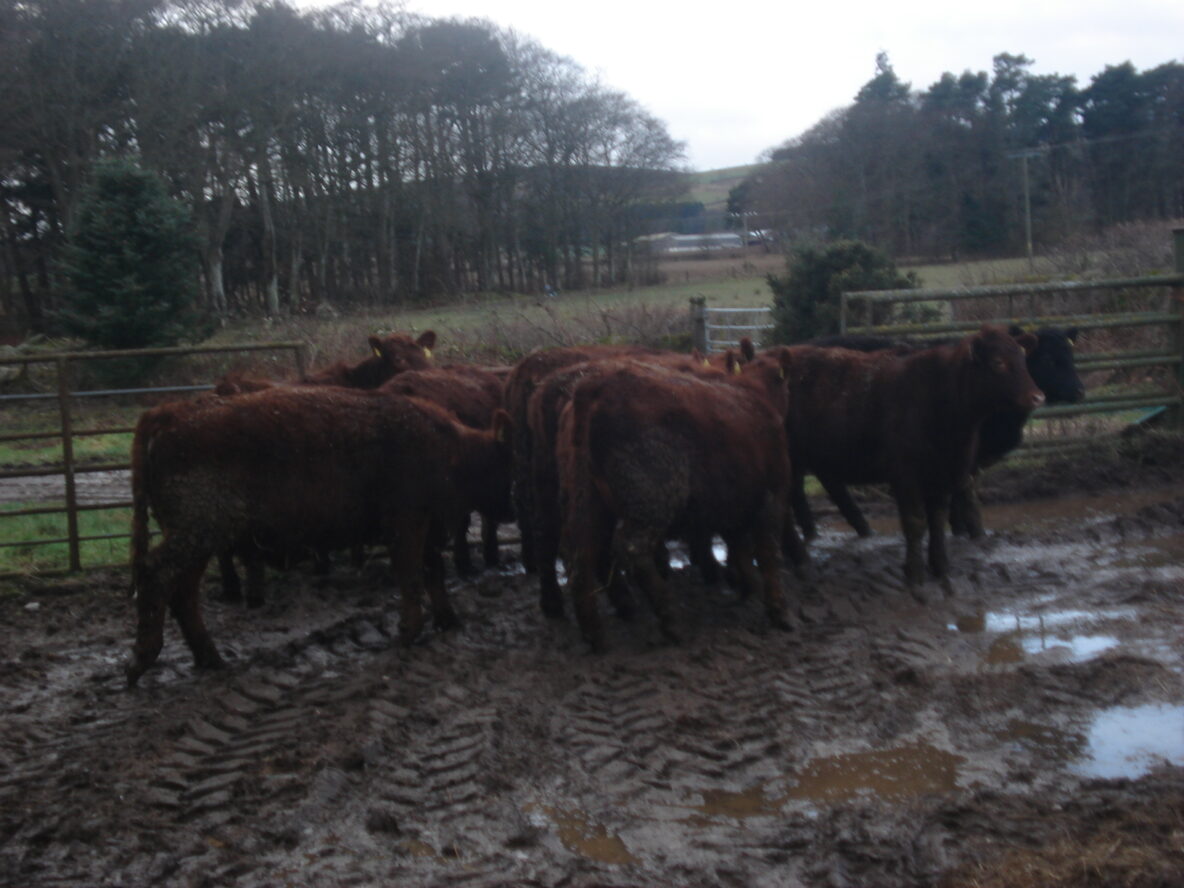 6 Red Aberdeen-Angus Heifers for Sale – Edzell, Angus - Aberdeen-Angus ...