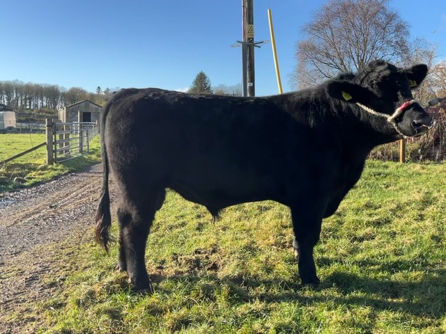 Aberdeen-Angus Bull for Sale – Near Oban - Aberdeen-Angus Cattle Society