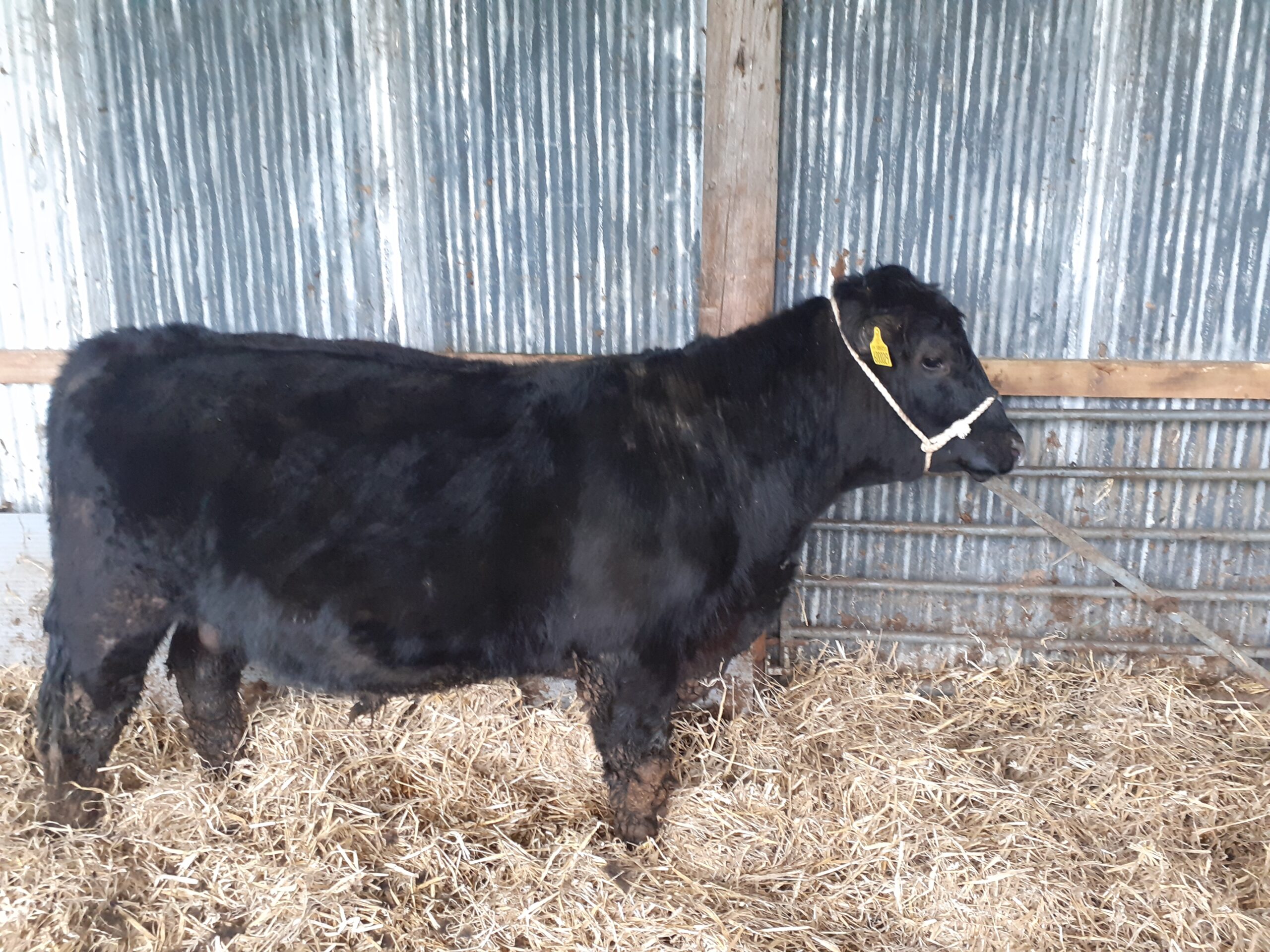 News & Events - Aberdeen-Angus Cattle Society