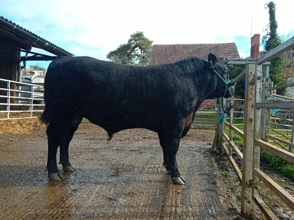 Aberdeen-Angus Bull for sale – Worcs Area - Aberdeen-Angus Cattle Society