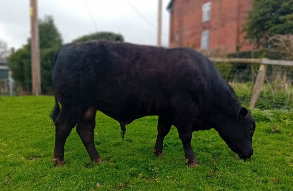 Aberdeen-Angus Bull for sale – Worcs Area - Aberdeen-Angus Cattle Society