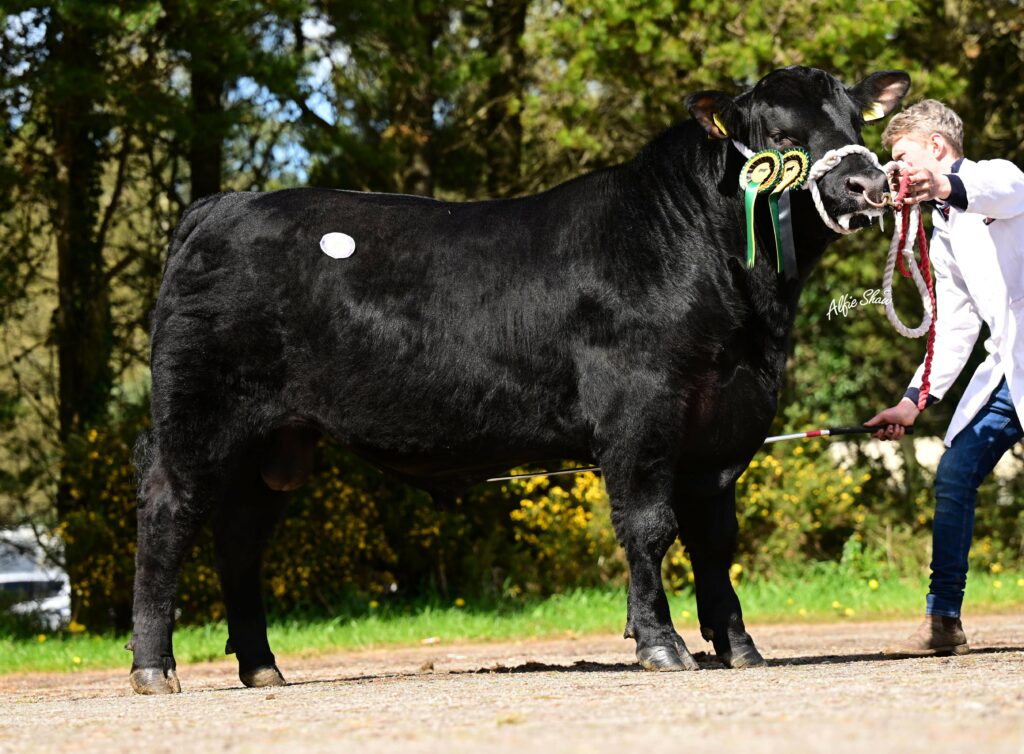 Aberdeen-Angus champion sets 8,400gns record at Dungannon - Aberdeen ...