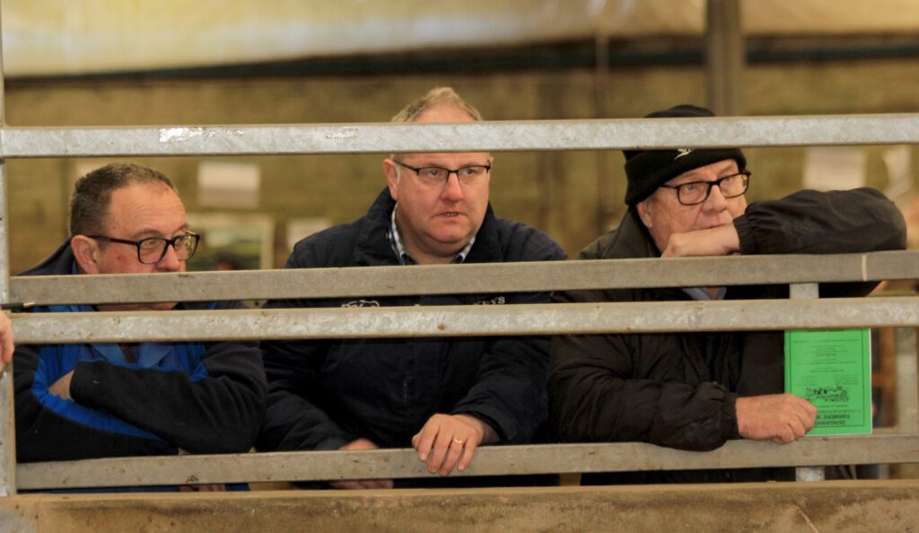 Aberdeen-Angus champion sets 8,400gns record at Dungannon - Aberdeen ...