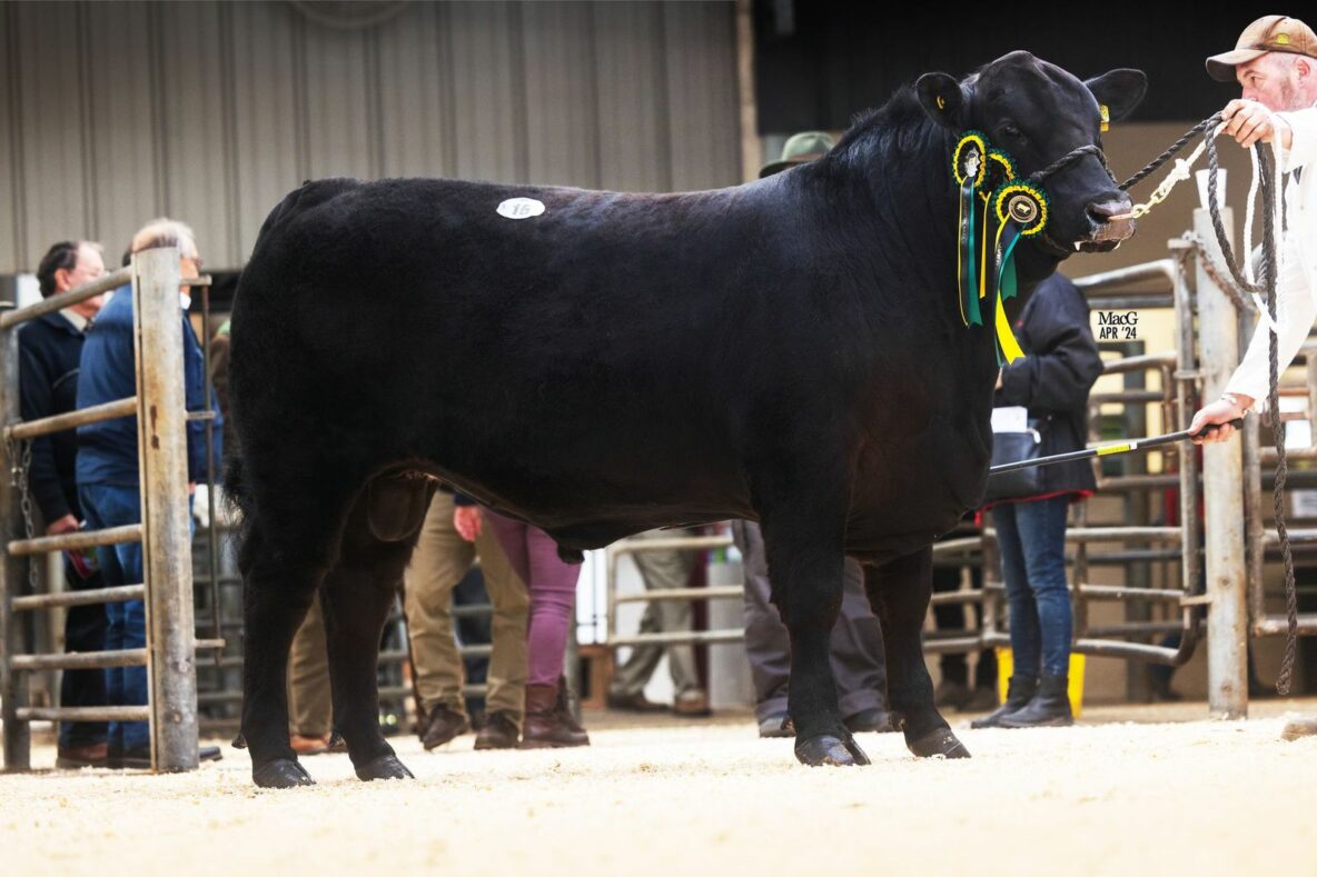 Worcester Sale Report – April 2024 - Aberdeen-Angus Cattle Society