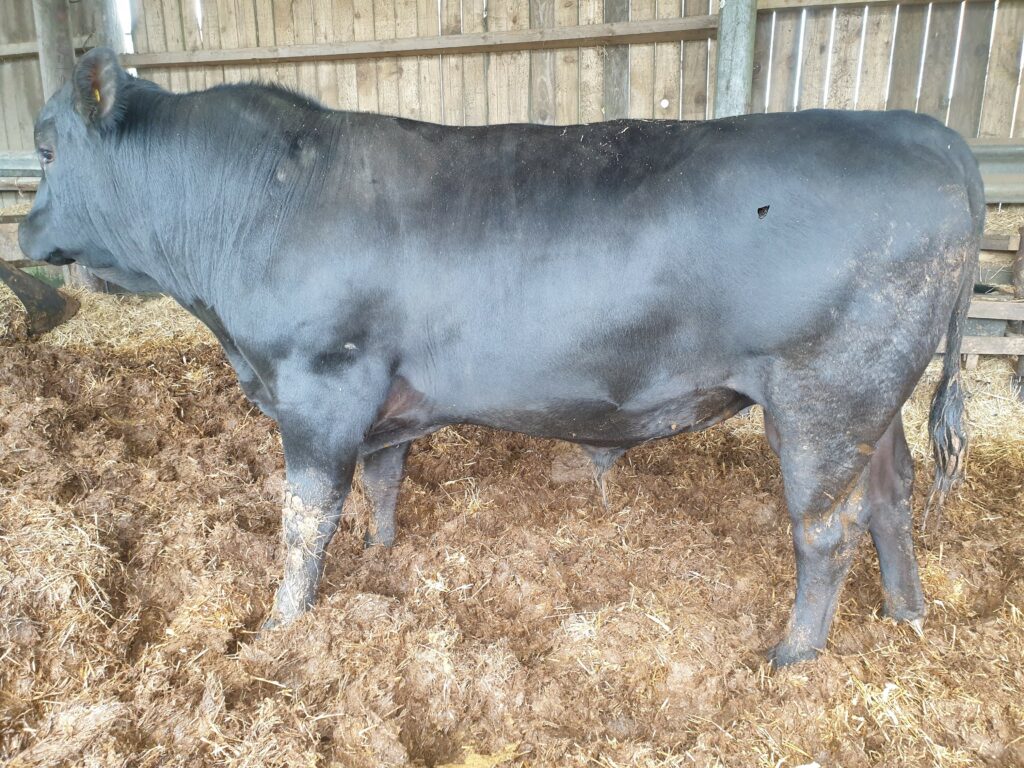 Stock for Sale - Aberdeen-Angus Cattle Society